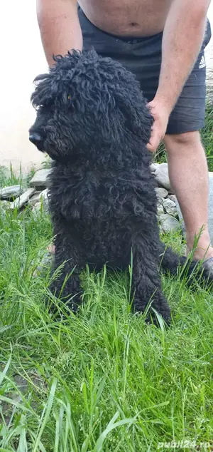 Pudel mediu ( caniche) Albina - Animale