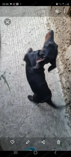 Vând teckel negru-maro Suceava - Animale