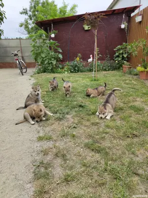 Vând pui lup Cehoslovac Pecica - Animale