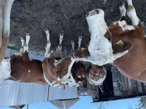 Vaci de vanzare, diverse rase Timis