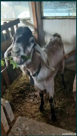 Capre si tap anglonubian MAGURELE - Animale