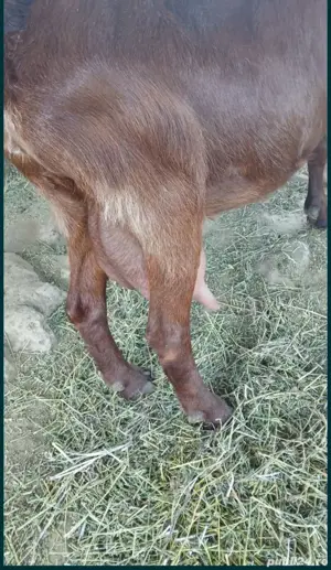 Capre si tap anglonubian MAGURELE - Animale