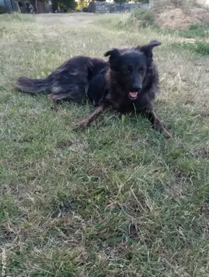 Pui Border Collie Arad - Animale