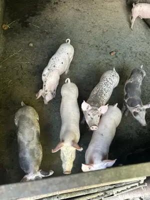 Purcei 9 saptamani Buzoesti - Animale