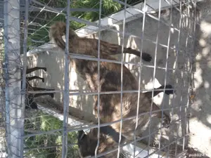 Caini de vanzare, diferite rase