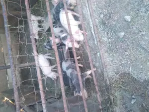 Purcei de vanzare Chiscani - Animale