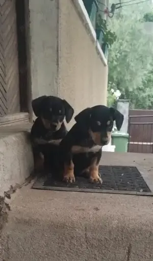 De Vânzare: Pui Teckel cu Păr Scurt doua Fetițe Zalau - Animale