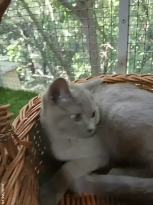 Vand puiut pisica rasa british shorthair Sector 4 - Animale