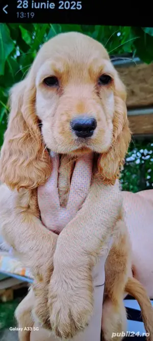 Cocker spaniel de vanzare - Publi24.ro