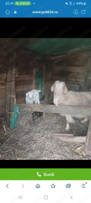 Capre de vanzare si iezi Prahova