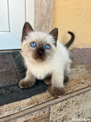 Pui pisica birmaneza Timisoara - Animale