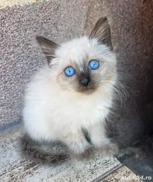 Pui pisica birmaneza Timisoara - Animale