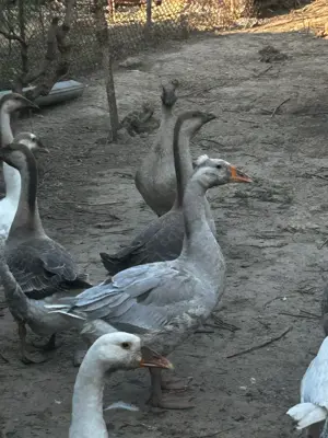 Vind giste Americane Braila - Animale