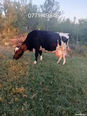 Vand vaca holstein cu vitea Malovat - Animale