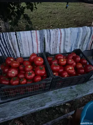 Rosii de solar LIPANESTI - Casa si gradina