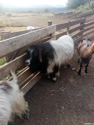 Capre de vanzare si iezi Prahova