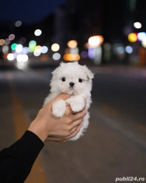 Bichon maltez mini toy alb Sector 2 - Animale