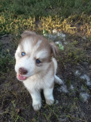 Pui HUsky Siberian Sector 3 - Animale