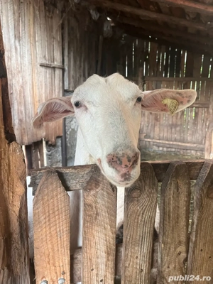 Capre de vanzare si iezi Prahova