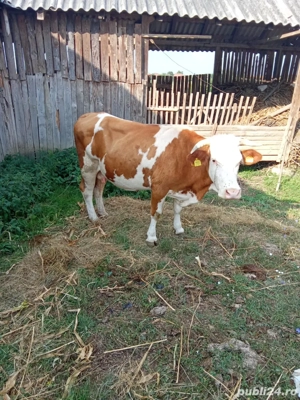 Vaci si vitei de vanzare, diferite rase Bihor