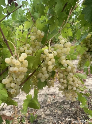 Vand struguri de vin VALEA CALUGAREASCA - Casa si gradina