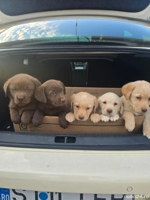 Labrador retriever de vanzare - Publi24.ro