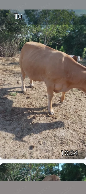 Vând vaca pentru abator Peciu Nou - Animale