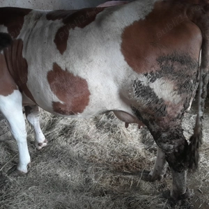 Vaca de vanzare Beregsau Mic - Animale