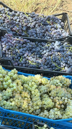 Vând struguri de vin Buzau - Casa si gradina