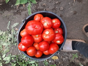 Rosii mere si gogonele Braila - Casa si gradina