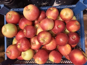 Rosii mere si gogonele Braila - Casa si gradina