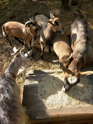 Vând oi de Cameroon Bocsita - Animale