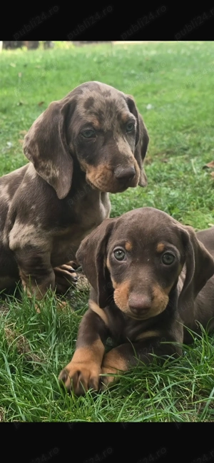 Vând pui Teckel Videle - Animale