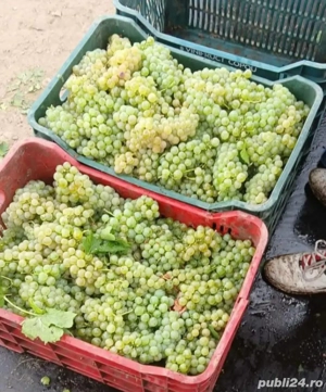 Vand struguri de vin Cleja - Casa si gradina