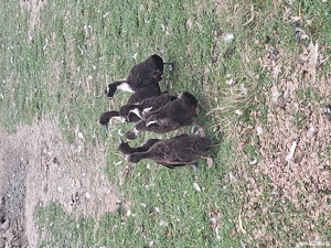 Boboci de rata romaneasca Mihaesti - Animale