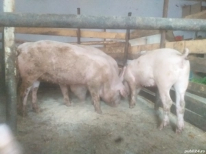 Vînd porci buni si pentru rotisor Intorsura - Animale