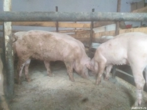 Vînd porci buni si pentru rotisor Intorsura - Animale