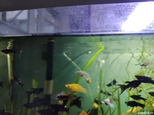pesti acvariu molly negru galben platy xifo lira Sector 2 - Animale