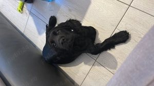 Cocker spaniel de vanzare - Publi24.ro