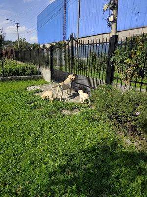 Vând cățelușe labrador de 11 săptămâni Jibou - Animale