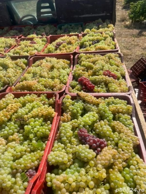 Vand struguri de vin Cleja - Casa si gradina
