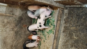 Vând purcei de 8 săptămâni Silivasu de Campie - Animale