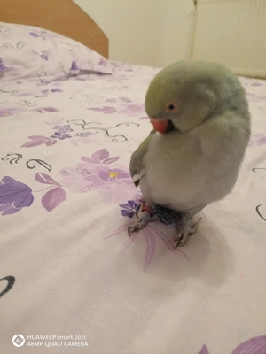 Papagal micu alexander Medgidia - Animale