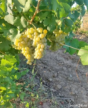 Vand struguri de vin Urlati - Casa si gradina