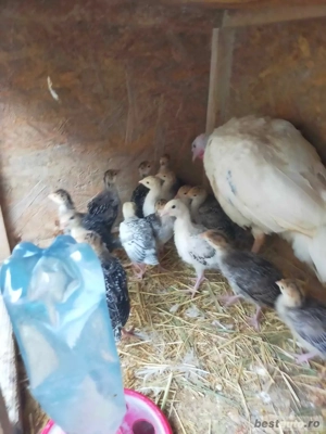 Pui de curca Drobeta-Turnu Severin - Animale