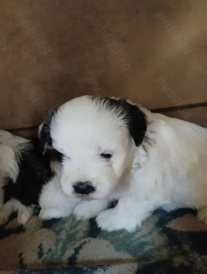 Van catei bichon maltez Pitesti - Animale