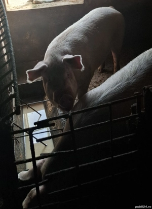 Porci de vânzare Lunca Calnicului - Animale