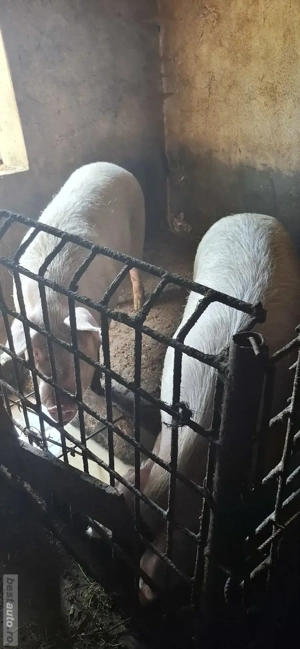 Porci de vânzare Lunca Calnicului - Animale