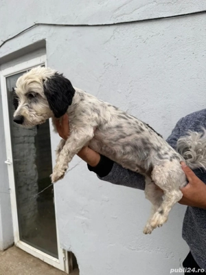 bison - Caini si catelusi de vanzare