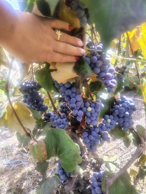 Vand struguri pt vin Targu Jiu - Casa si gradina